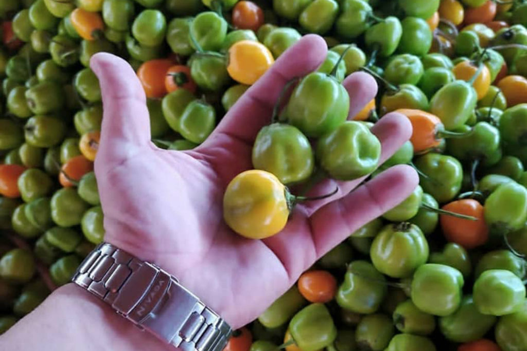 El ají jobito que le da su sello a los platos de Cumaná